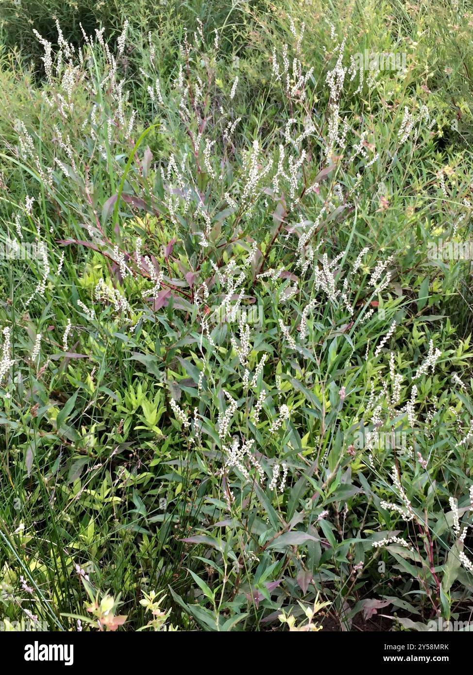 Bog Smartweed (Persicaria setacea) Plantae Stock Photo - Alamy