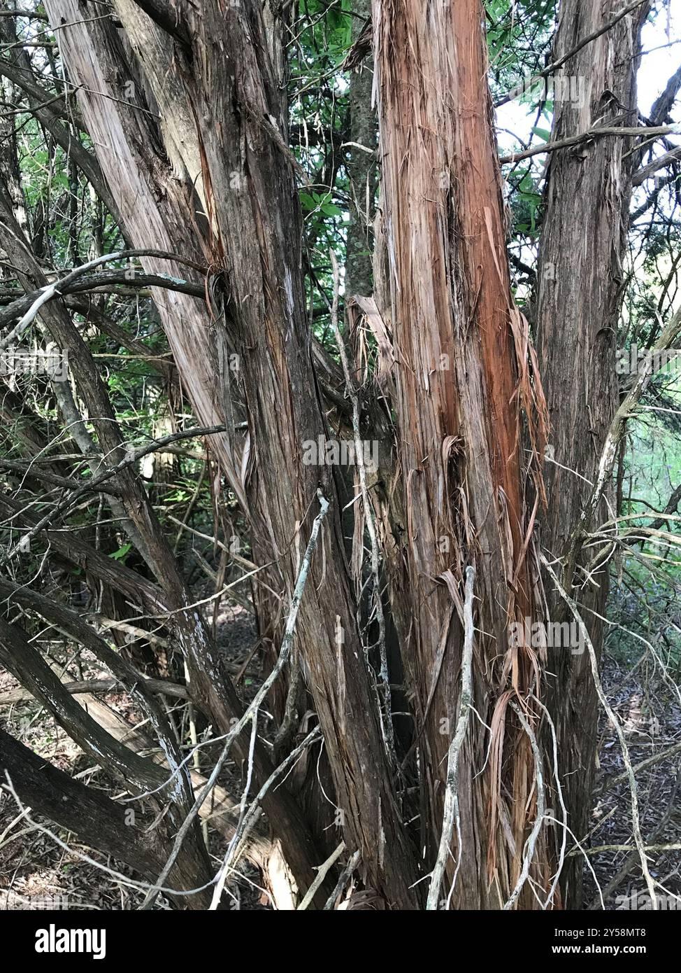 Ashe juniper (Juniperus ashei) Plantae Stock Photo - Alamy