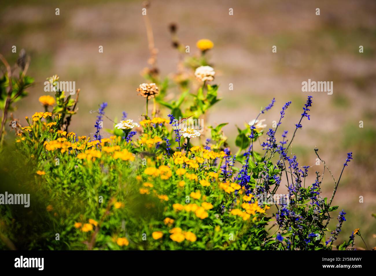 A pollinator garden featuring flowers that attract bees and other ...