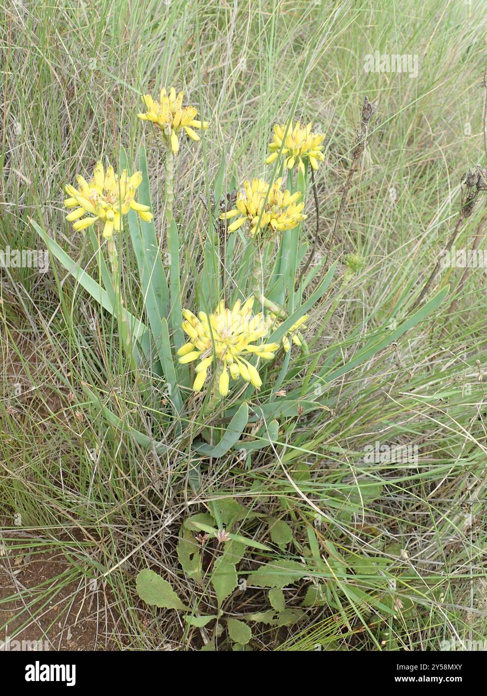 Krauss' Grass Aloe (Aloe kraussii) Plantae Stock Photo - Alamy