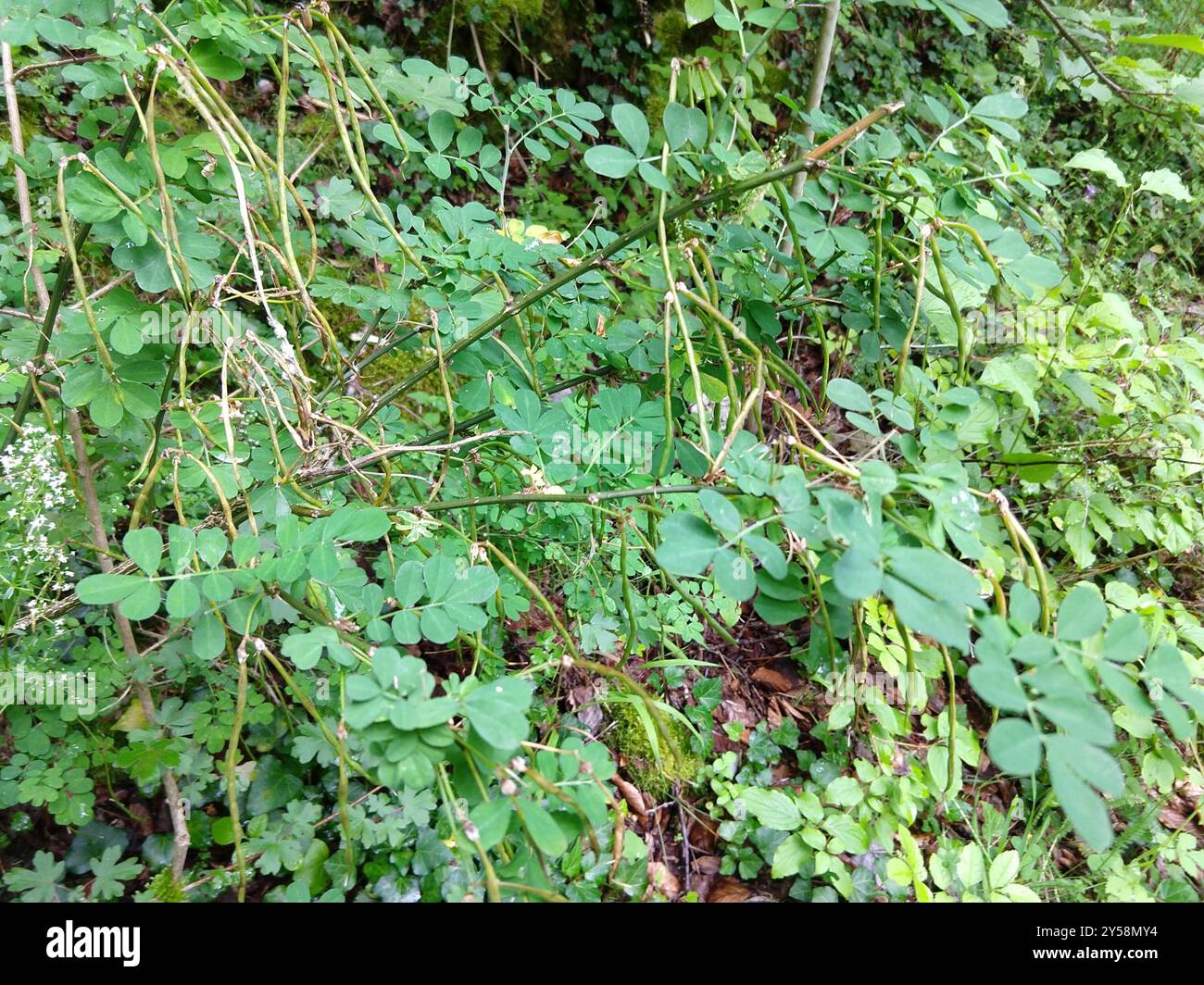 Scorpion Senna (Hippocrepis emerus) Plantae Stock Photo - Alamy