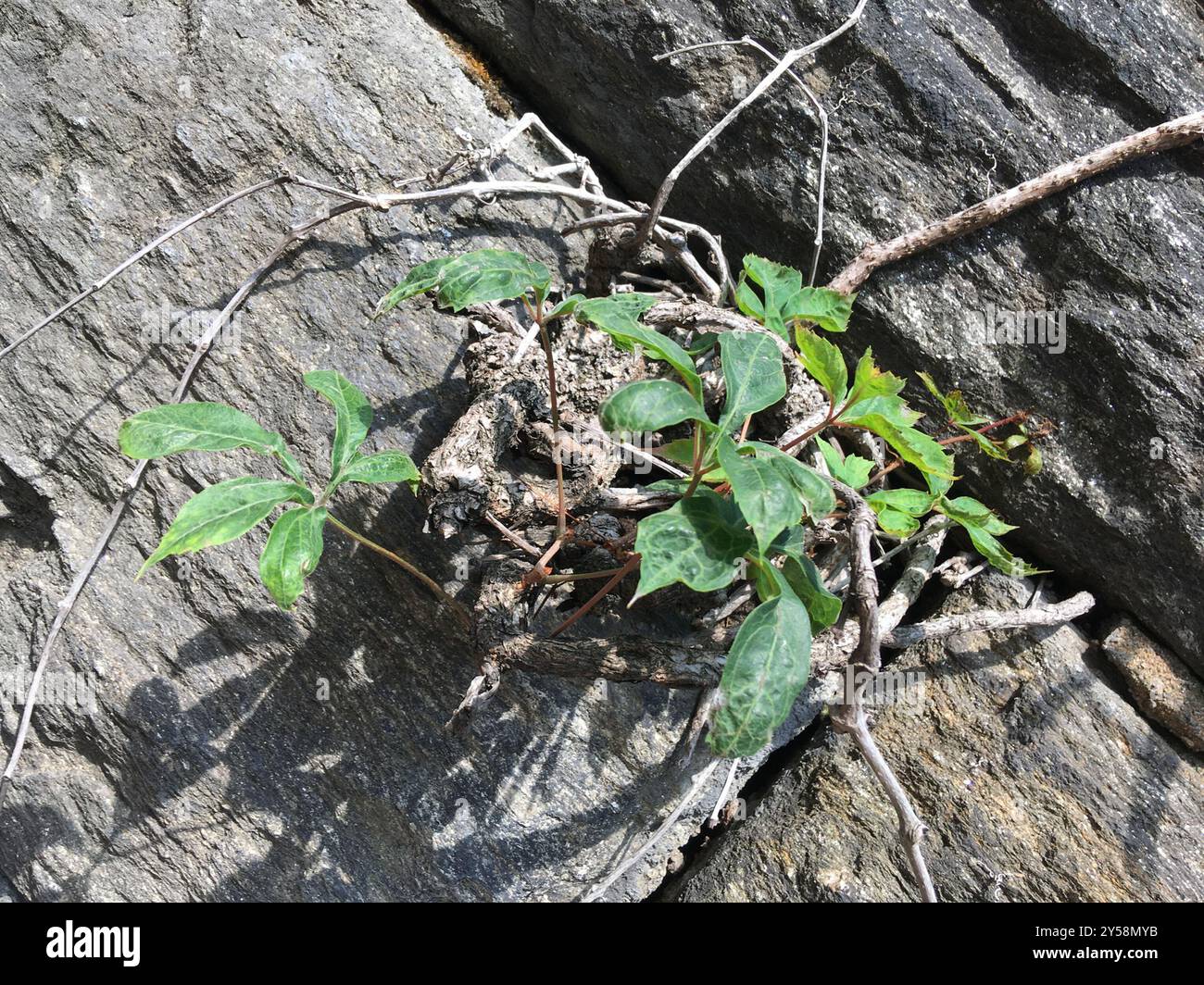 Virginia creeper (Parthenocissus quinquefolia) Plantae Stock Photo - Alamy