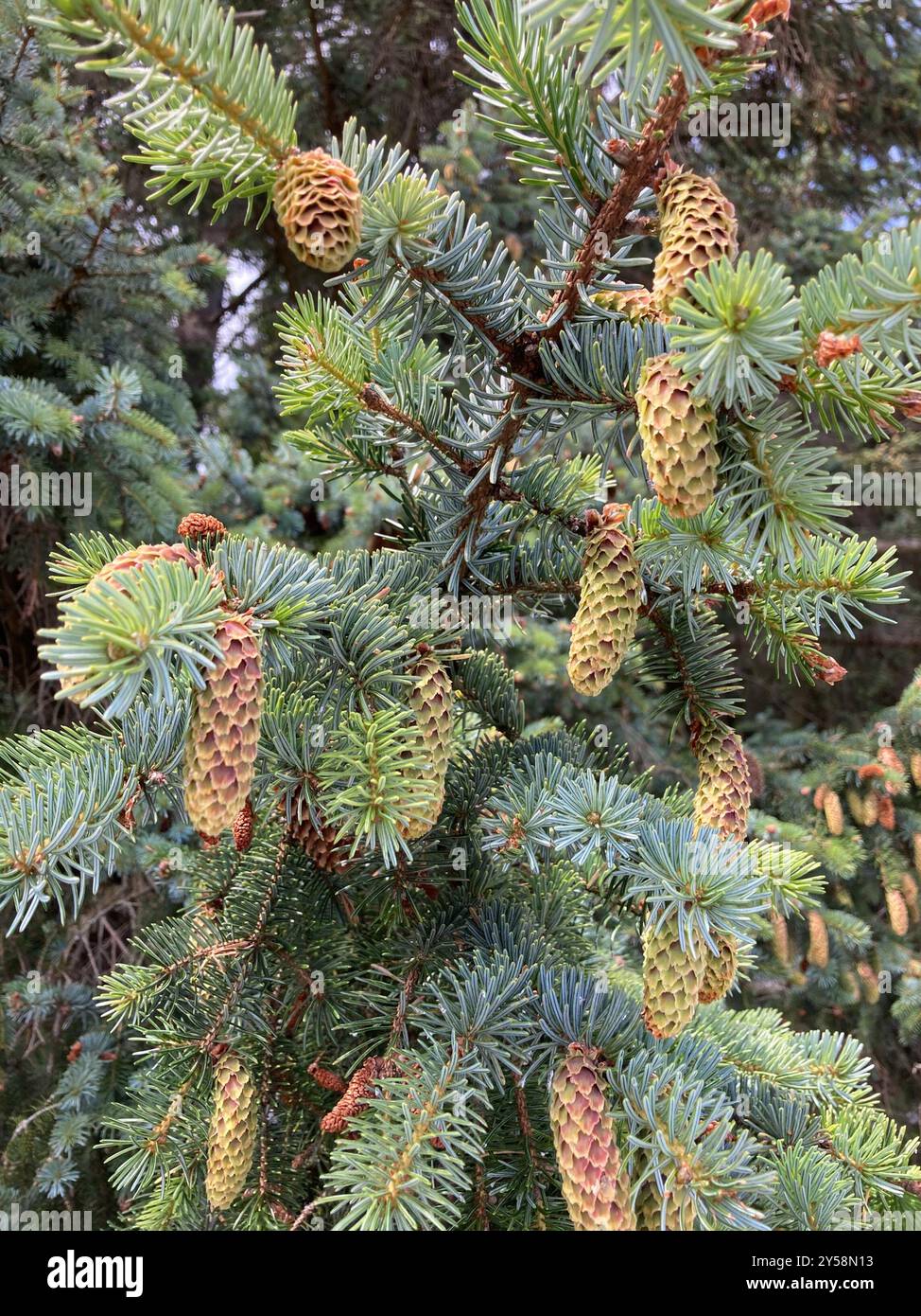 Sitka spruce (Picea sitchensis) Plantae Stock Photo - Alamy