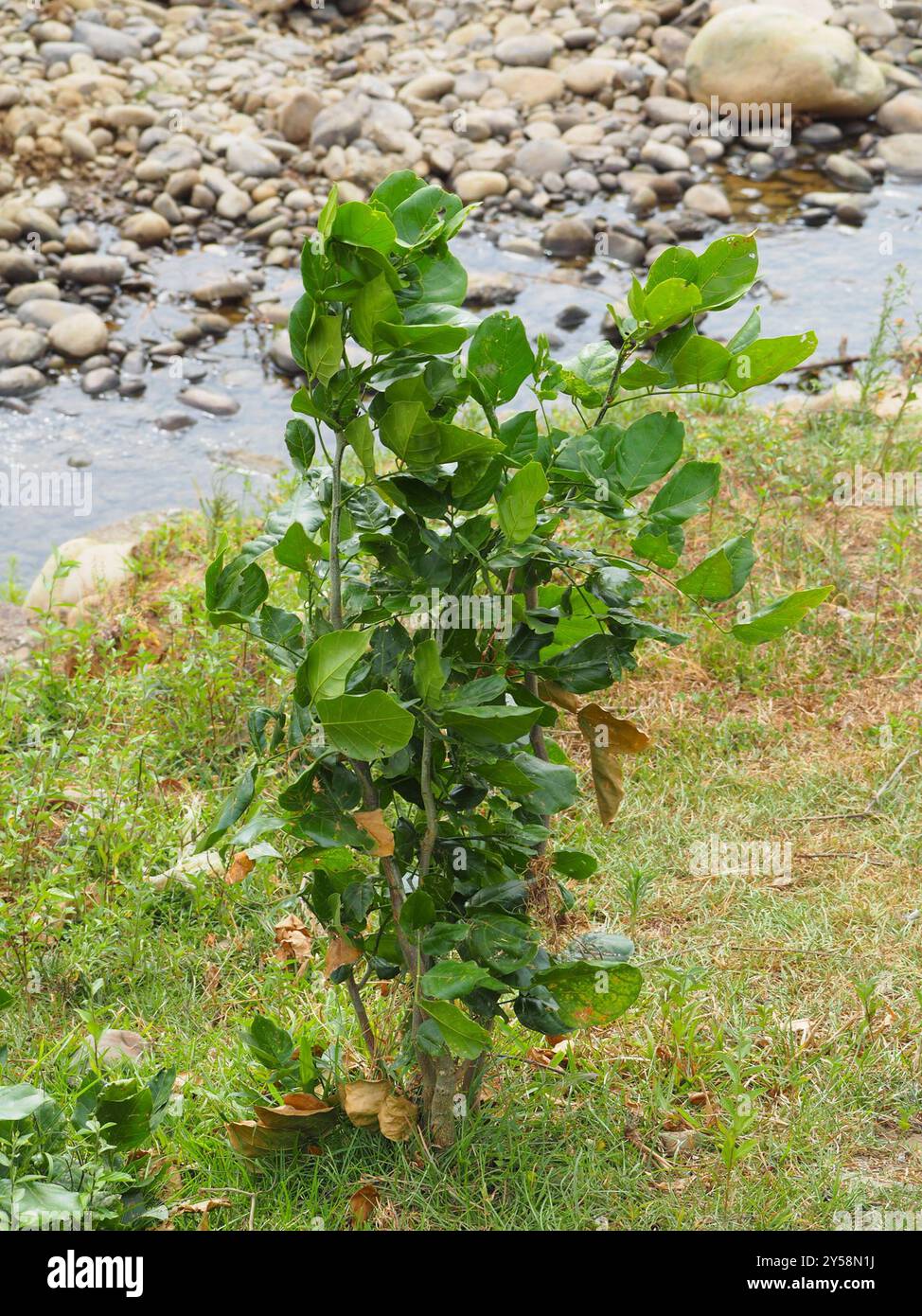Indian beech tree (Millettia pinnata) Plantae Stock Photo - Alamy