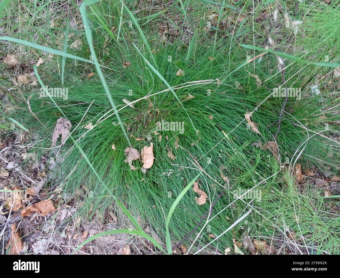 wavy hair-grass (Avenella flexuosa) Plantae Stock Photo - Alamy