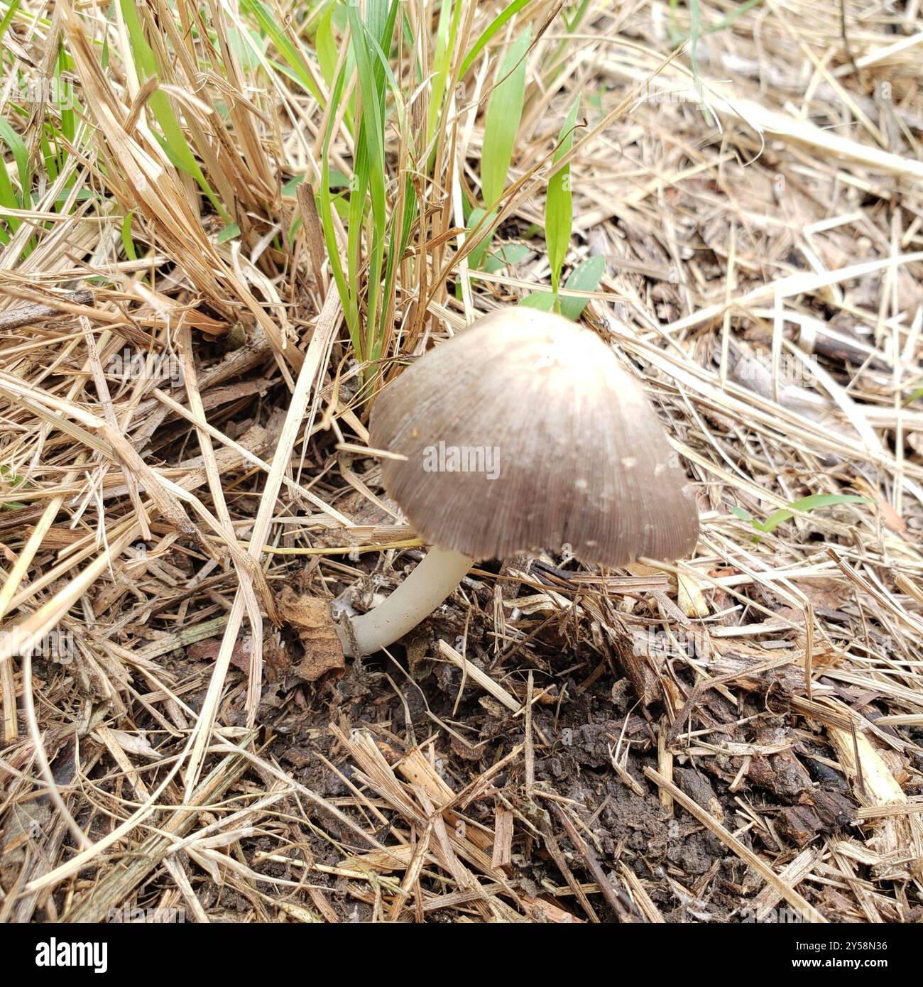 Common Ink Cap (Coprinopsis atramentaria) Fungi Stock Photo - Alamy