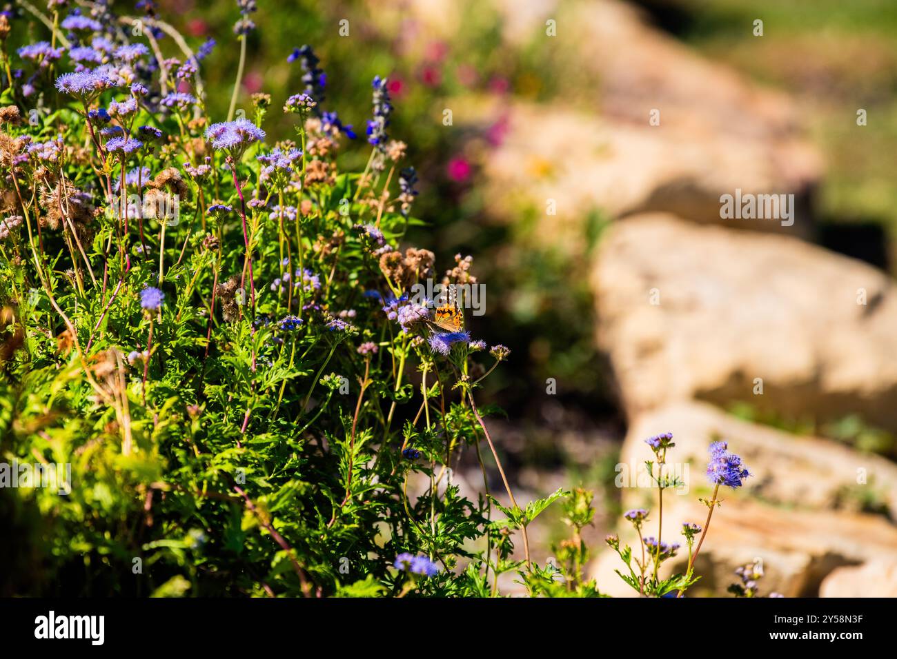 A pollinator garden featuring flowers that attract bees and other ...