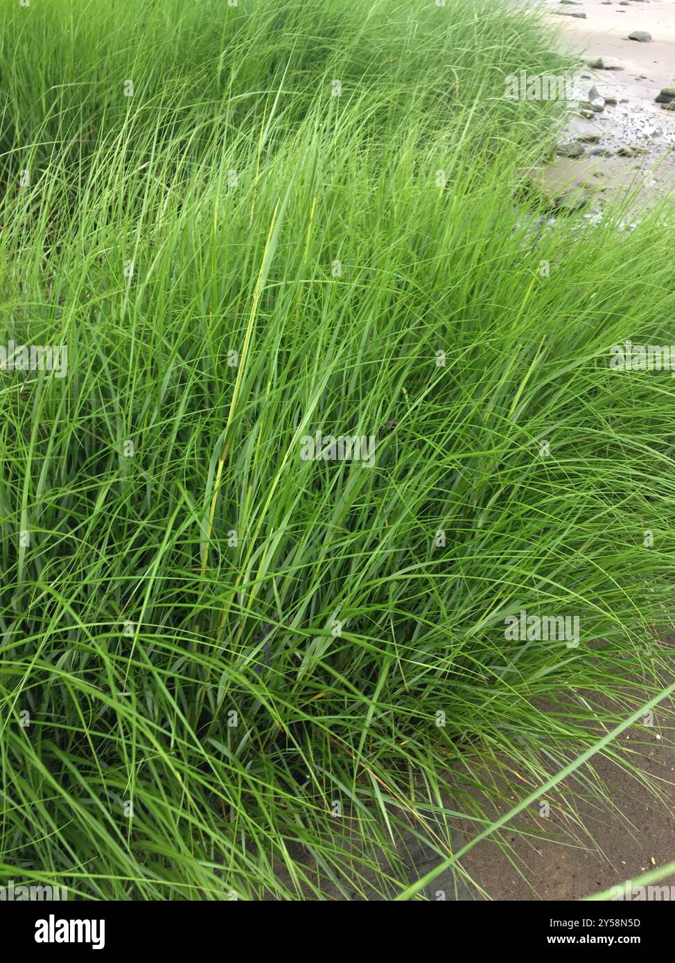 Saltmarsh Cordgrass (Sporobolus alterniflorus) Plantae Stock Photo - Alamy