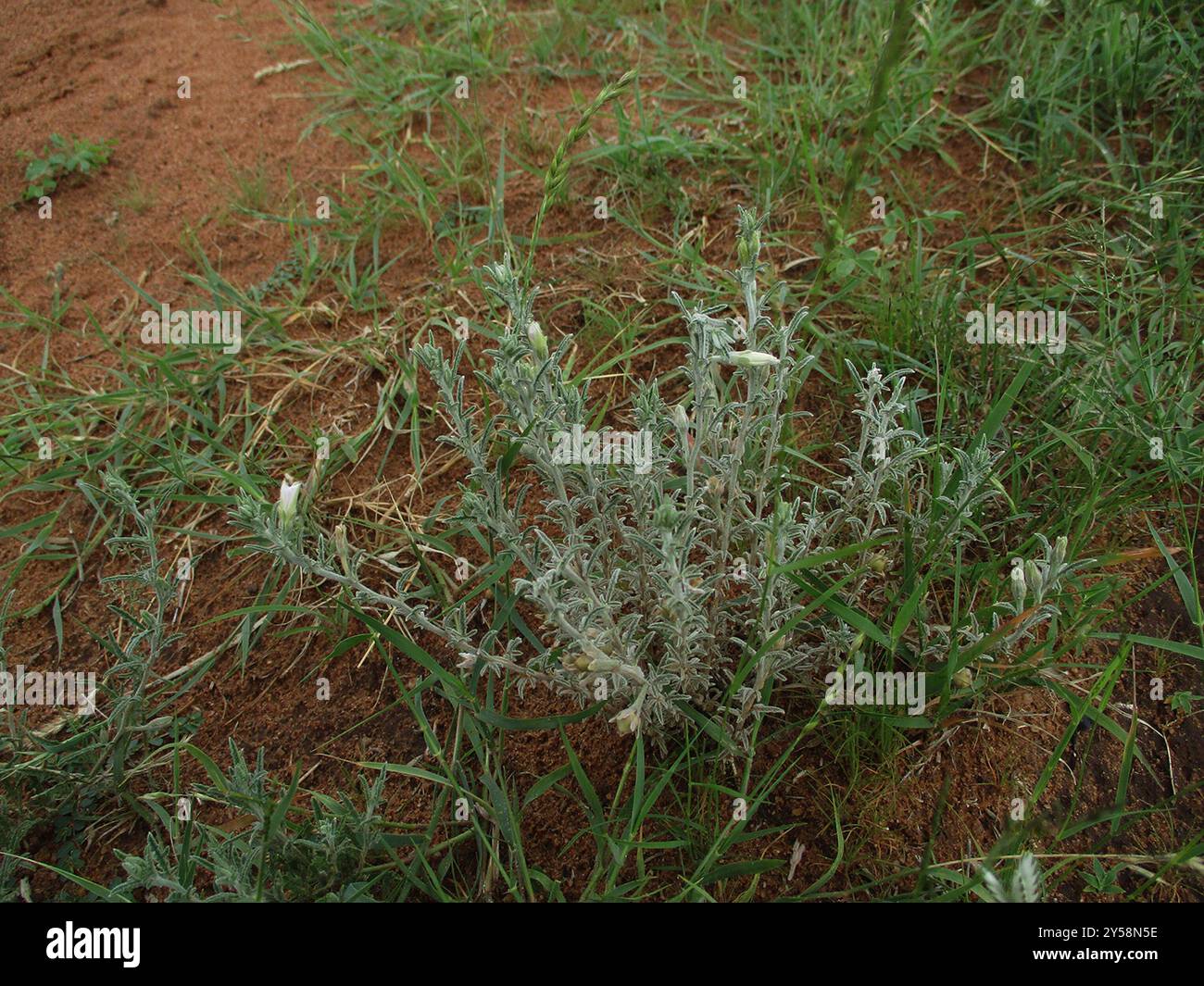 (Convolvulus ocellatus) Plantae Stock Photo - Alamy