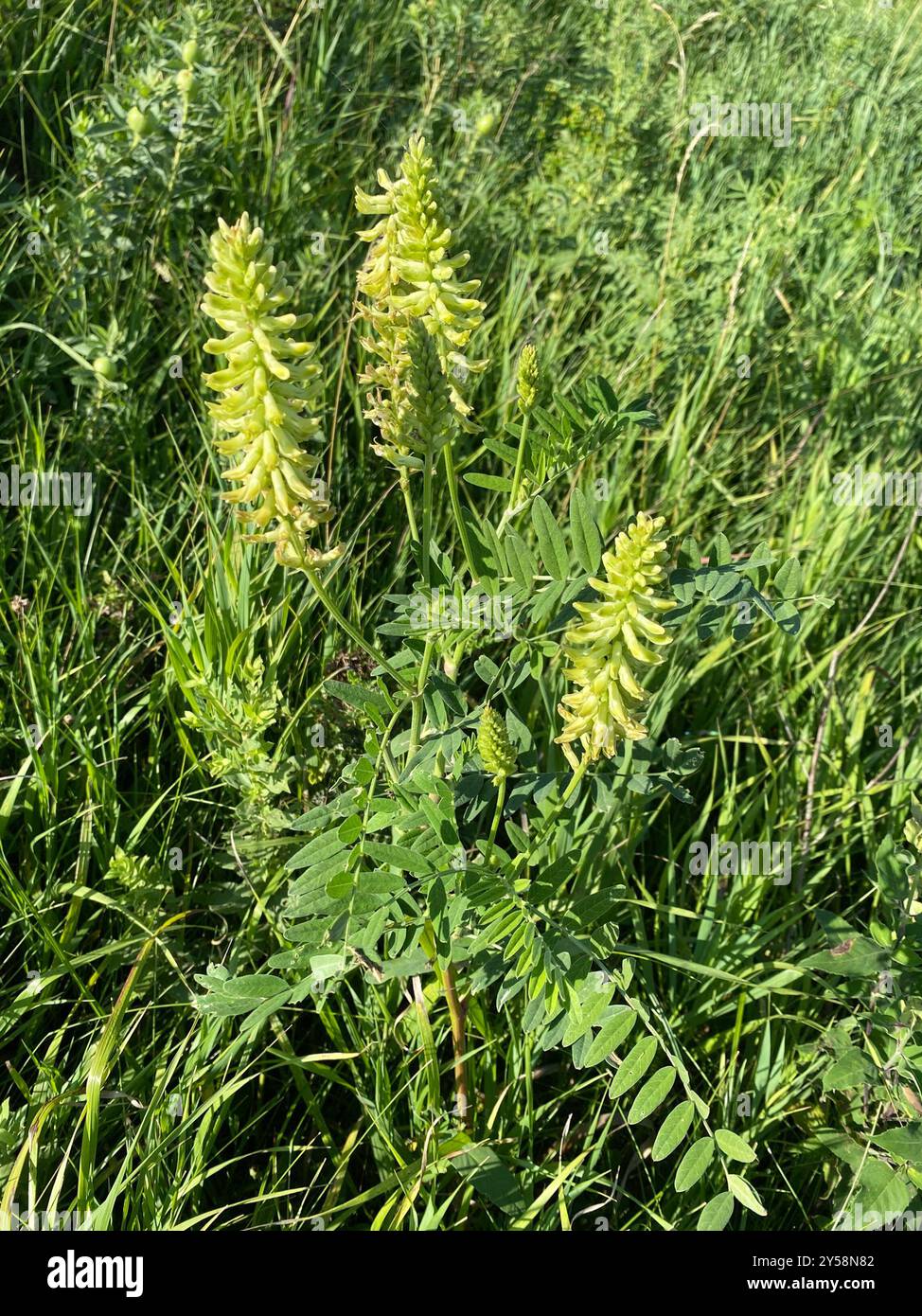 Canadian milkvetch (Astragalus canadensis) Plantae Stock Photo - Alamy