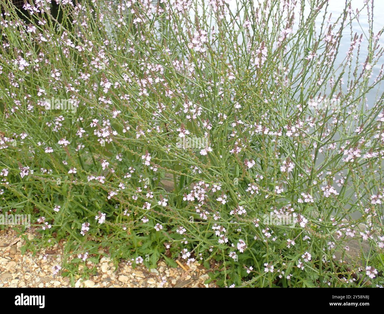 Common vervain (Verbena officinalis) Plantae Stock Photo - Alamy