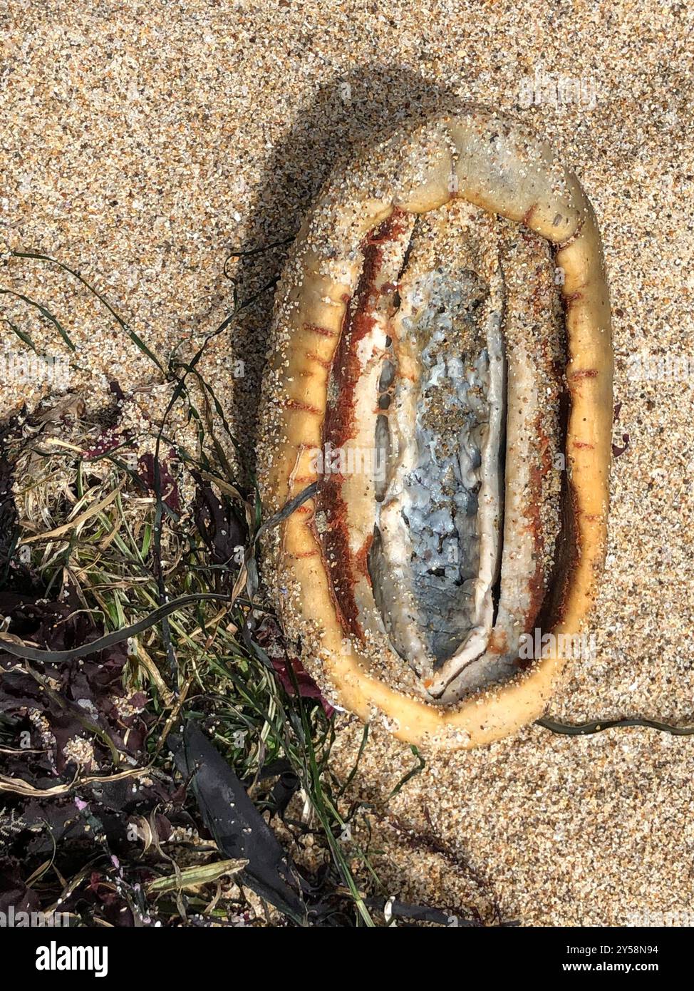 Gumboot Chiton (Cryptochiton stelleri) Mollusca Stock Photo - Alamy