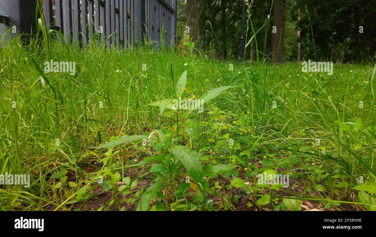 pale smartweed (Persicaria lapathifolia) Plantae Stock Photo - Alamy