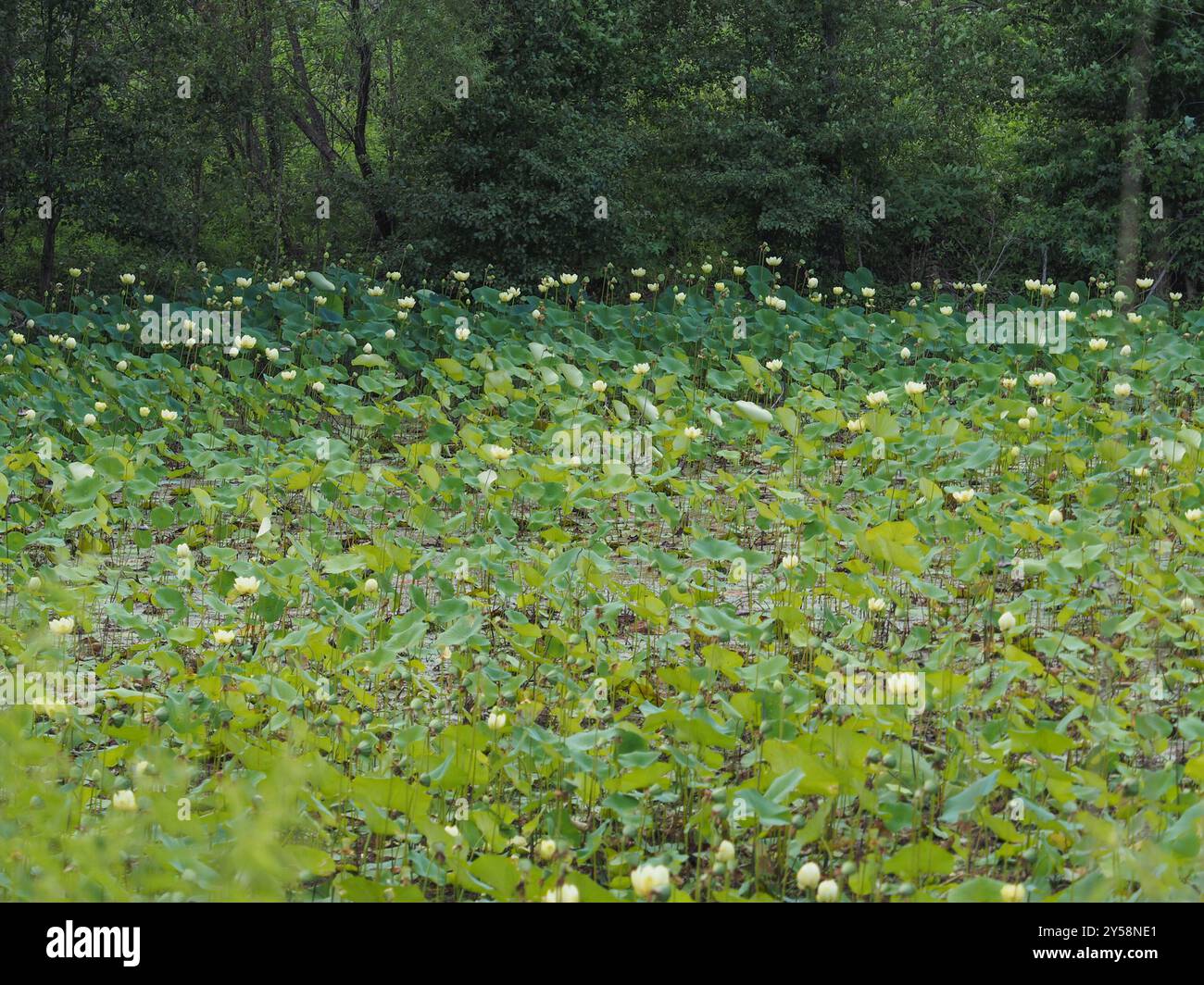 American lotus (Nelumbo lutea) Plantae Stock Photo - Alamy