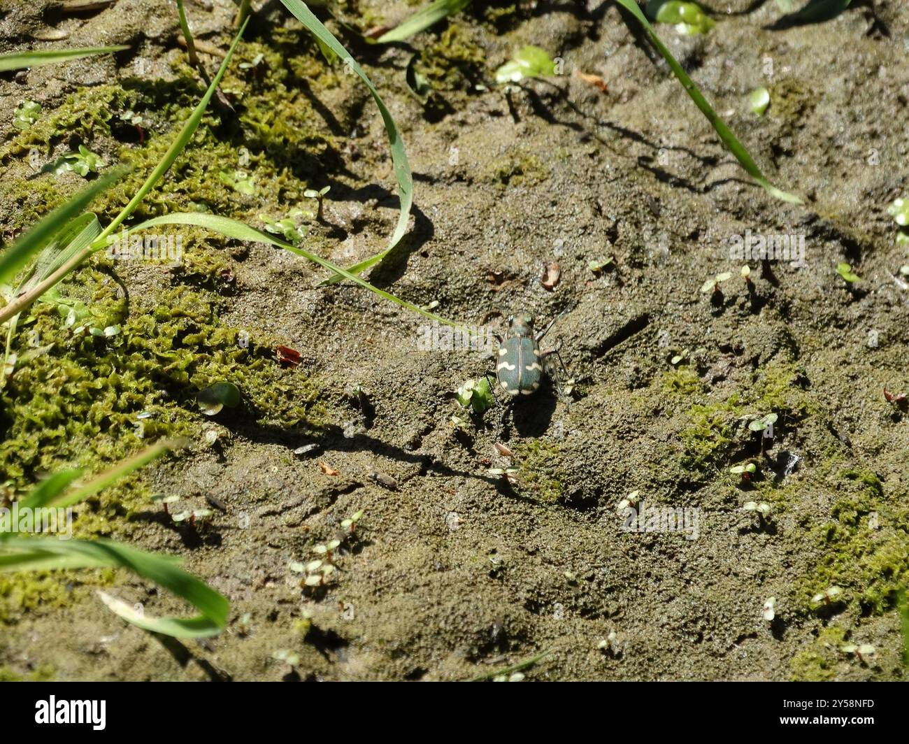 Northern Dune Tiger Beetle (Cicindela hybrida) Insecta Stock Photo - Alamy