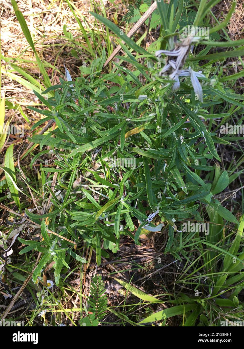 sweet everlasting (Pseudognaphalium obtusifolium) Plantae Stock Photo ...