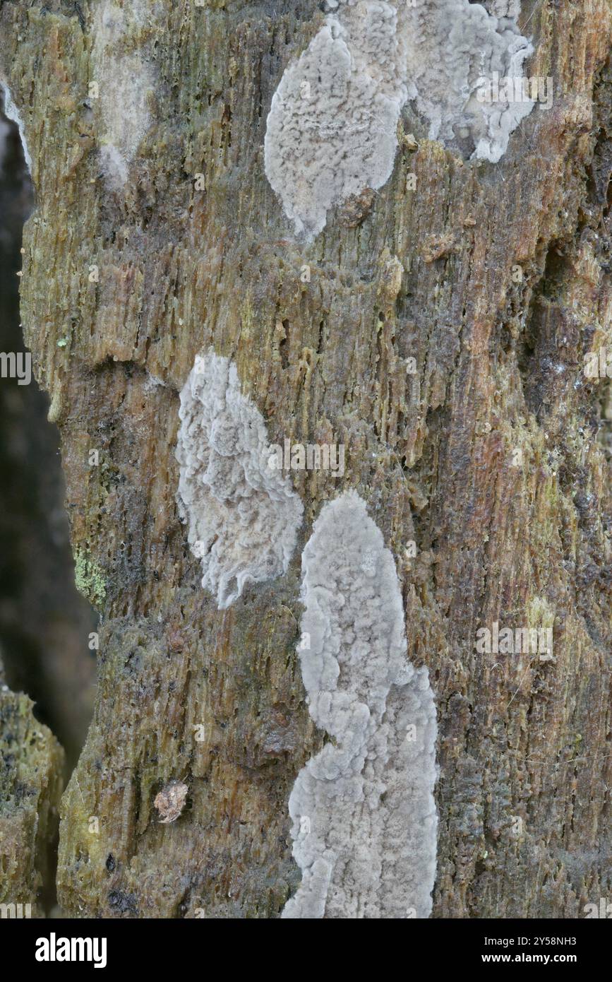 (Rosellinia subiculata) Fungi Stock Photo - Alamy