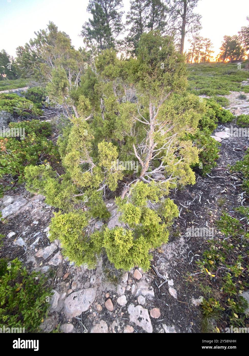 Utah Juniper (Juniperus osteosperma) Plantae Stock Photo - Alamy