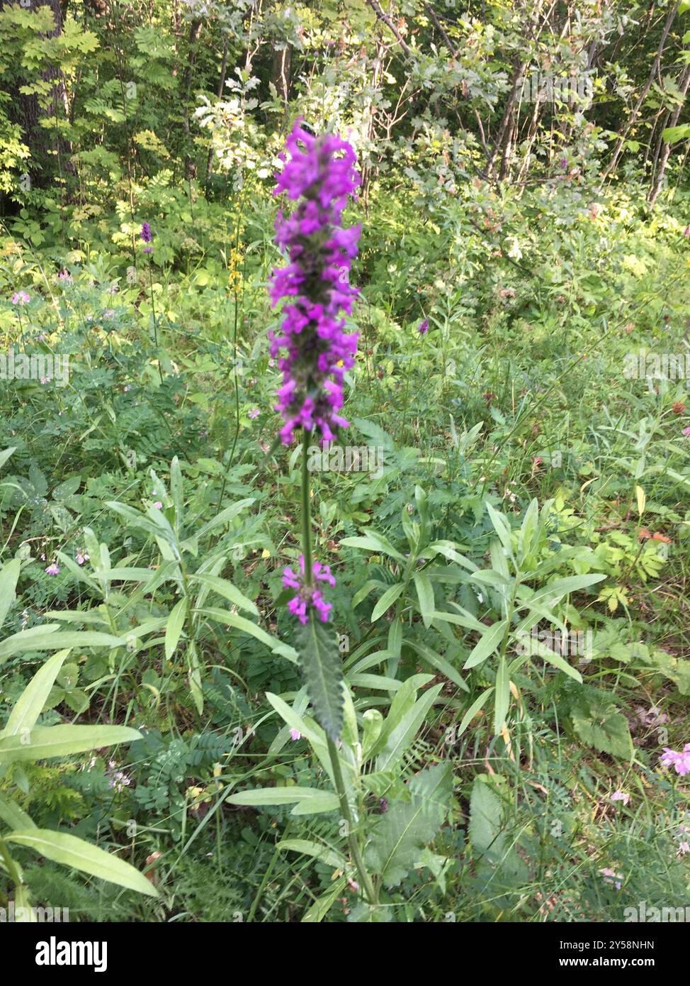 common hedge-nettle (Betonica officinalis) Plantae Stock Photo - Alamy