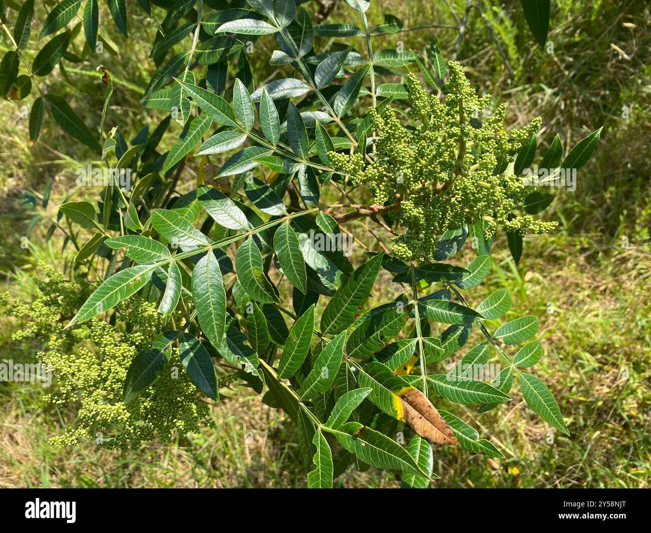 shining sumac (Rhus copallinum) Plantae Stock Photo - Alamy