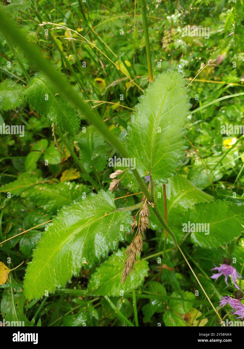 common hedge-nettle (Betonica officinalis) Plantae Stock Photo - Alamy