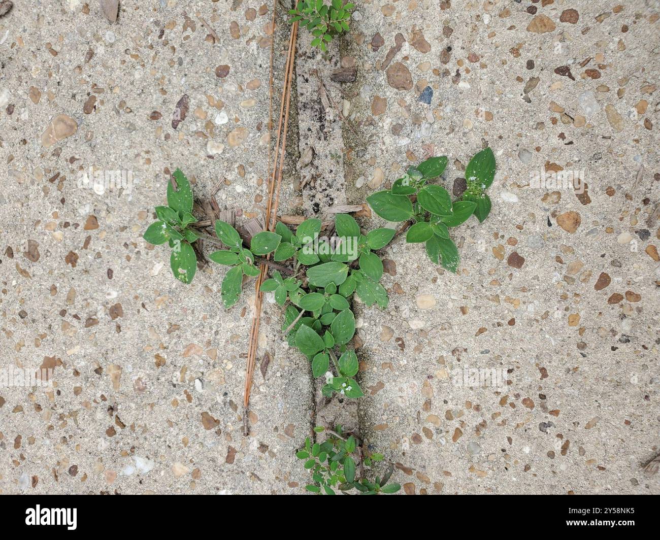 Florida Pusley (Richardia scabra) Plantae Stock Photo - Alamy