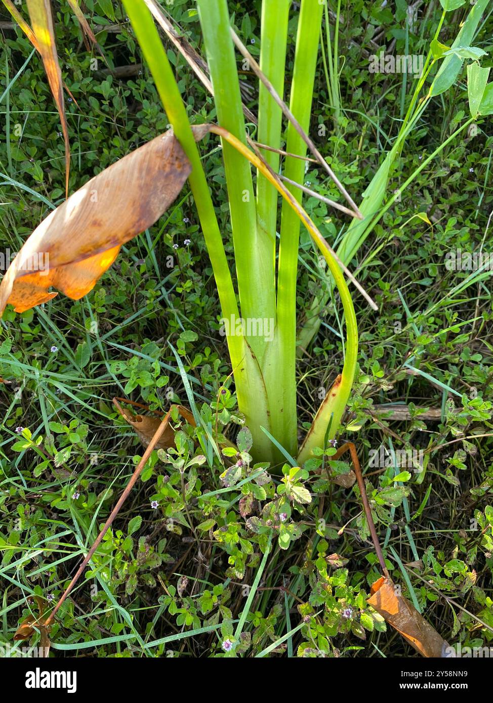 alligator flag (Thalia geniculata) Plantae Stock Photo - Alamy