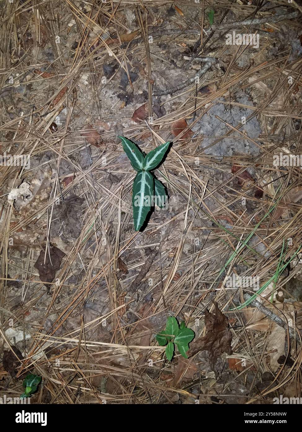 striped wintergreen (Chimaphila maculata) Plantae Stock Photo - Alamy