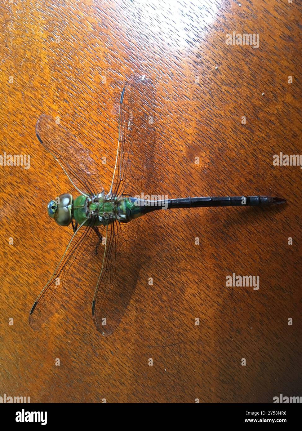 Common Green Darner (Anax junius) Insecta Stock Photo - Alamy