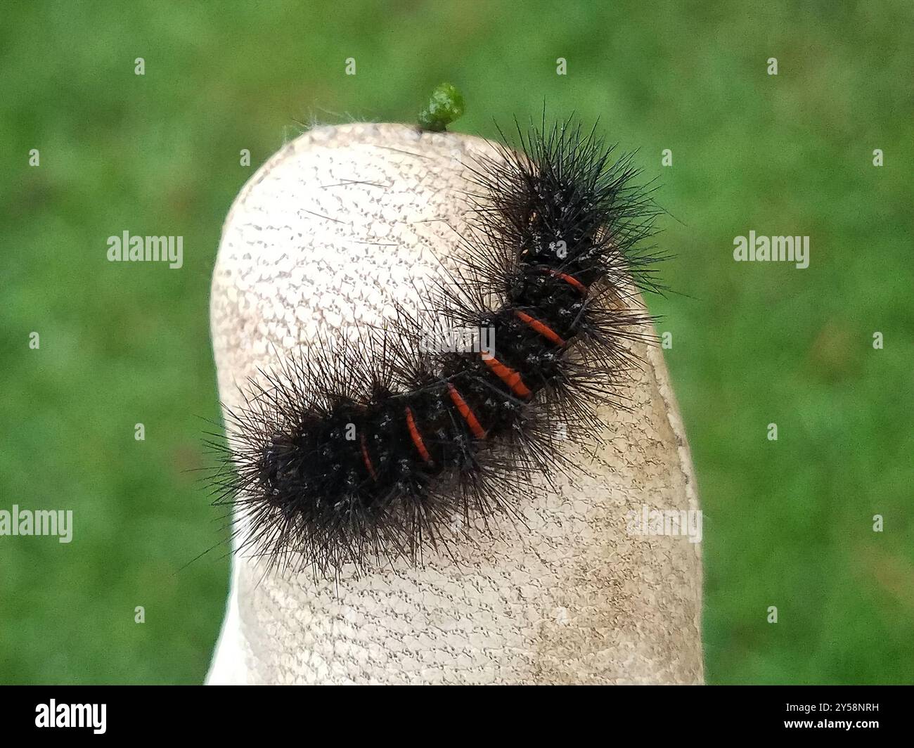 Giant Leopard Moth (Hypercompe scribonia) Insecta Stock Photo - Alamy