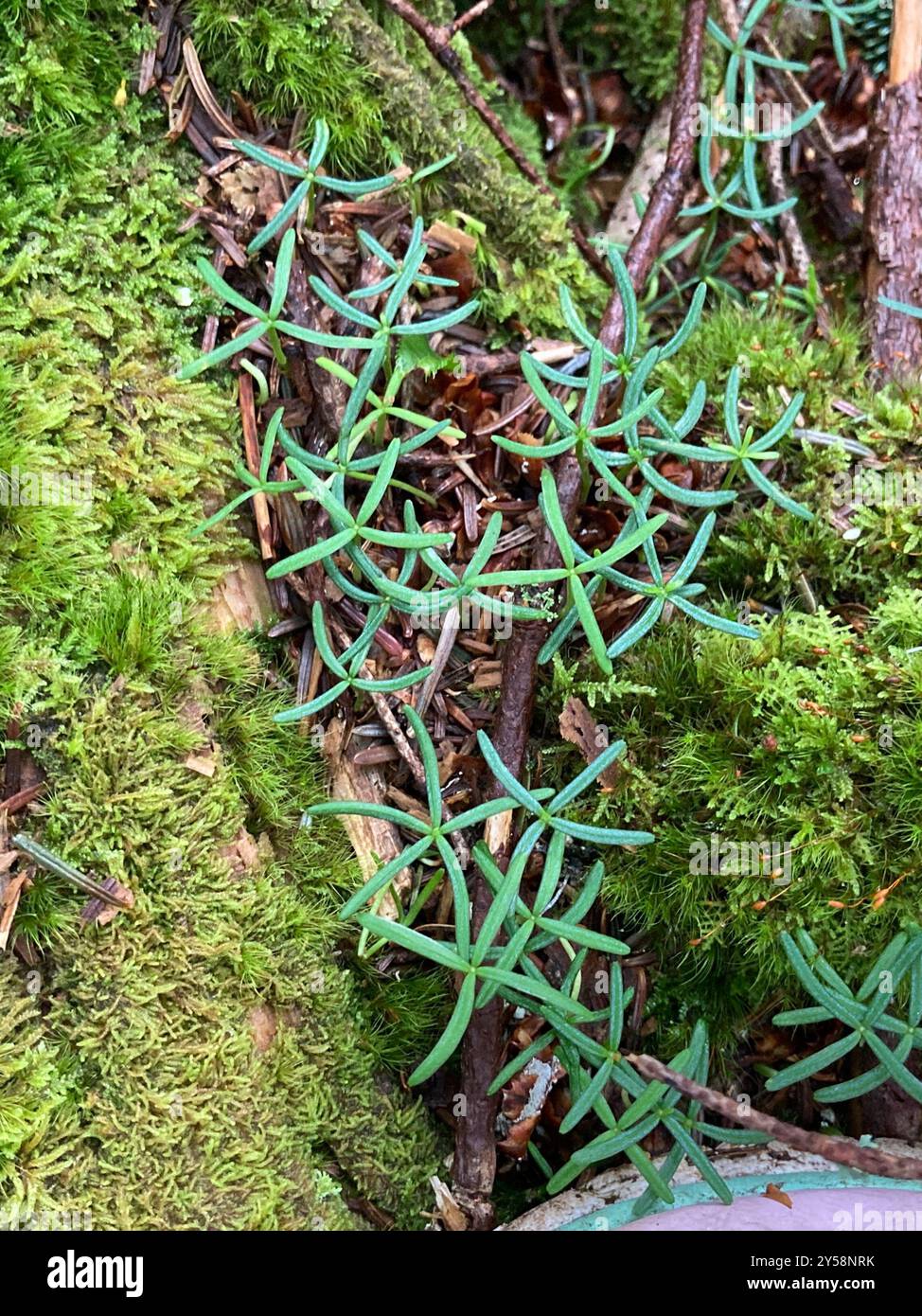 vascular plants (Tracheophyta) Plantae Stock Photo - Alamy