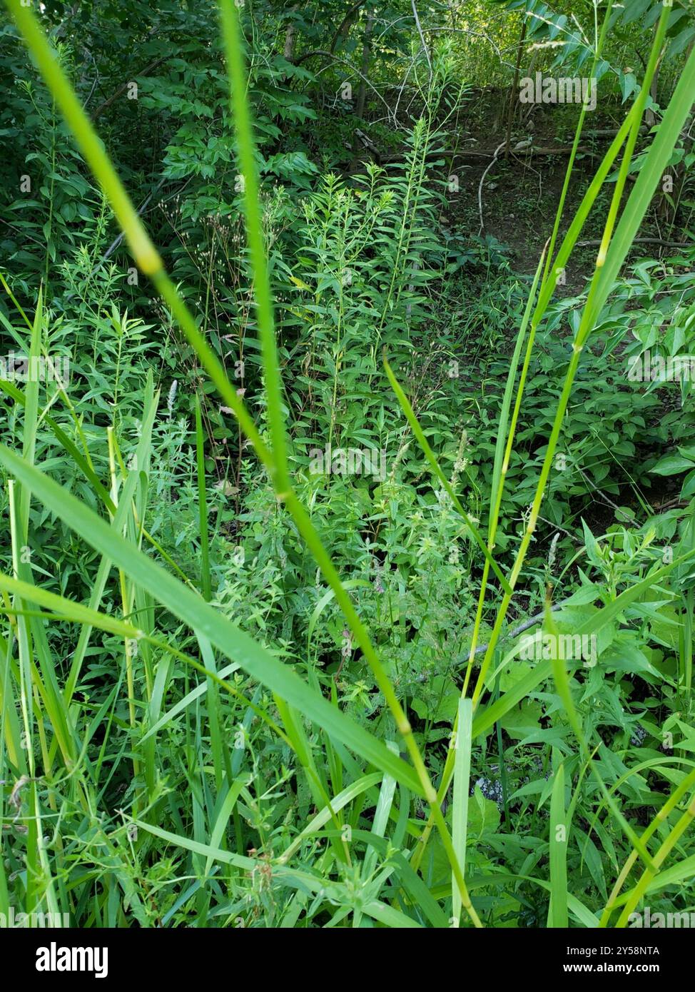 tall fescue (Lolium arundinaceum) Plantae Stock Photo - Alamy