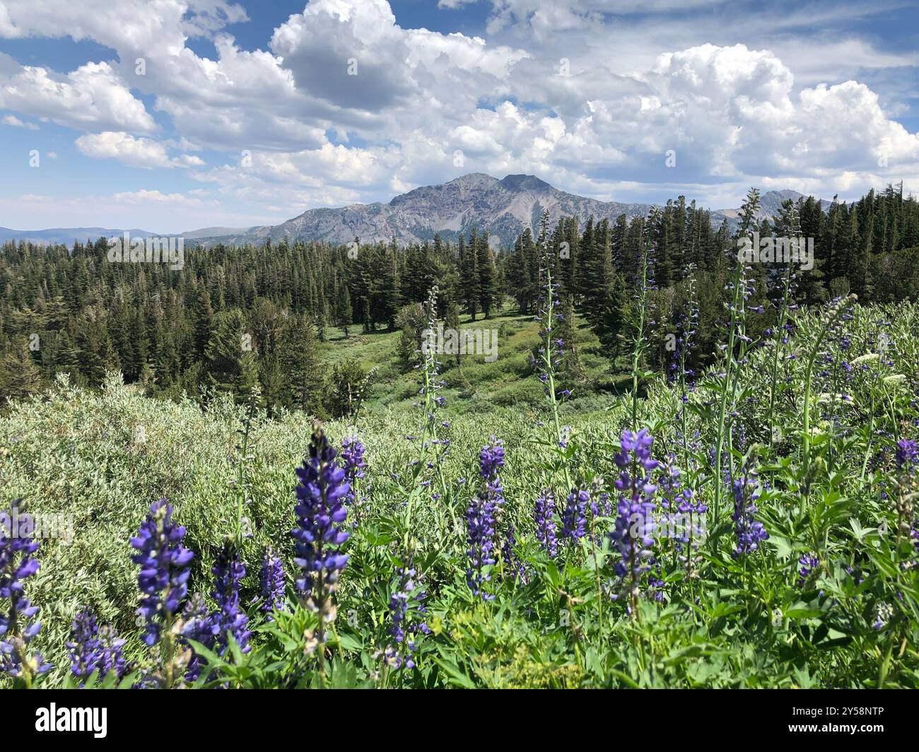 Broadleaf Lupine (Lupinus latifolius) Plantae Stock Photo - Alamy