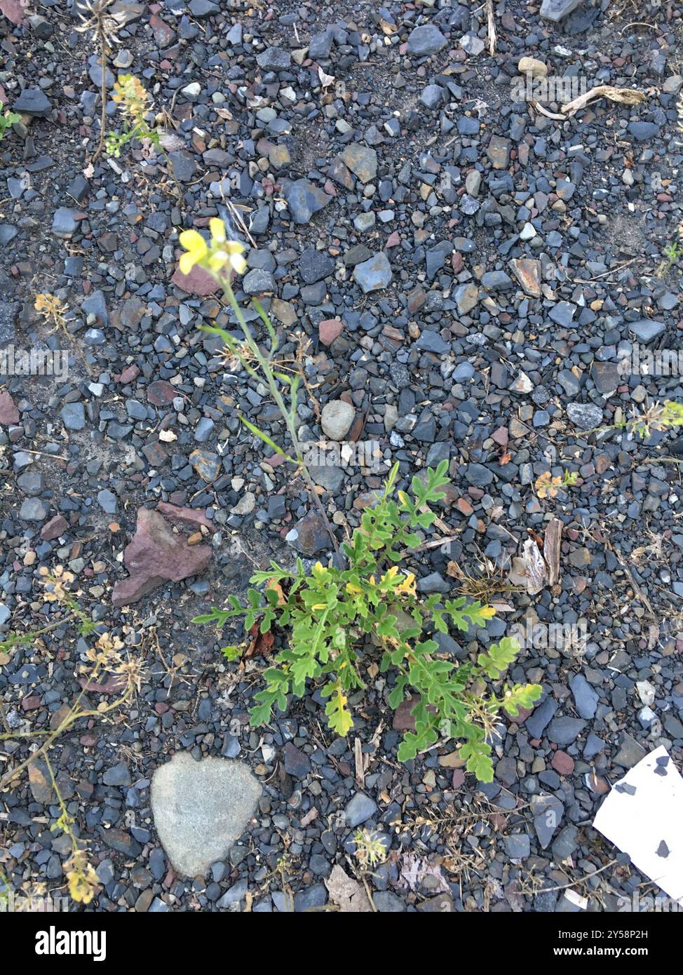 Isle of Man Cabbage (Coincya monensis) Plantae Stock Photo - Alamy