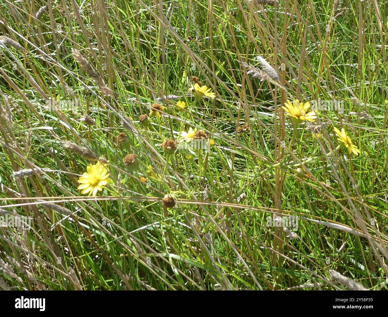 Hoary Ragwort (Jacobaea erucifolia) Plantae Stock Photo - Alamy