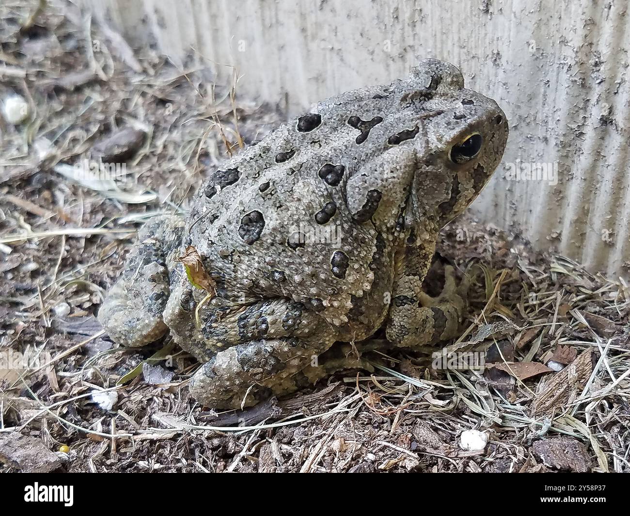 Fowler's Toad (Anaxyrus fowleri) Amphibia Stock Photo - Alamy