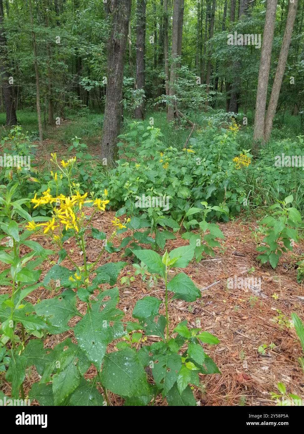 Yellow Crownbeard (Verbesina occidentalis) Plantae Stock Photo - Alamy
