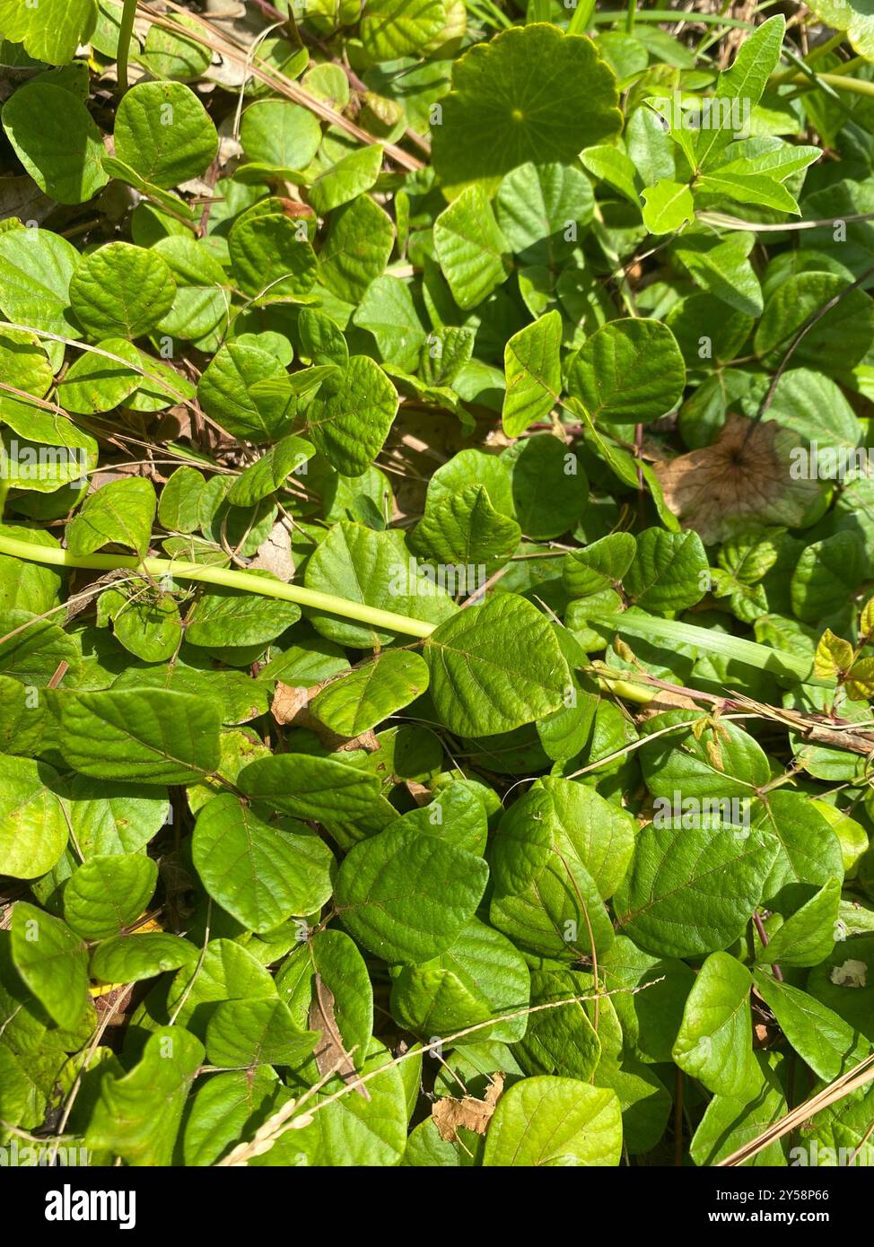 Sand Ticktrefoil (Desmodium lineatum) Plantae Stock Photo - Alamy