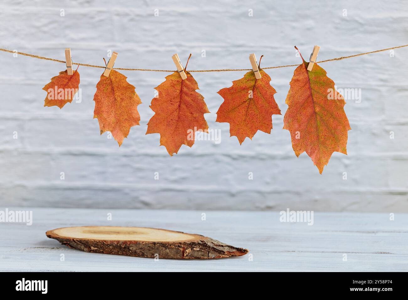 Fall Seasonal Background. Thanksgiving mockup Stock Photo - Alamy