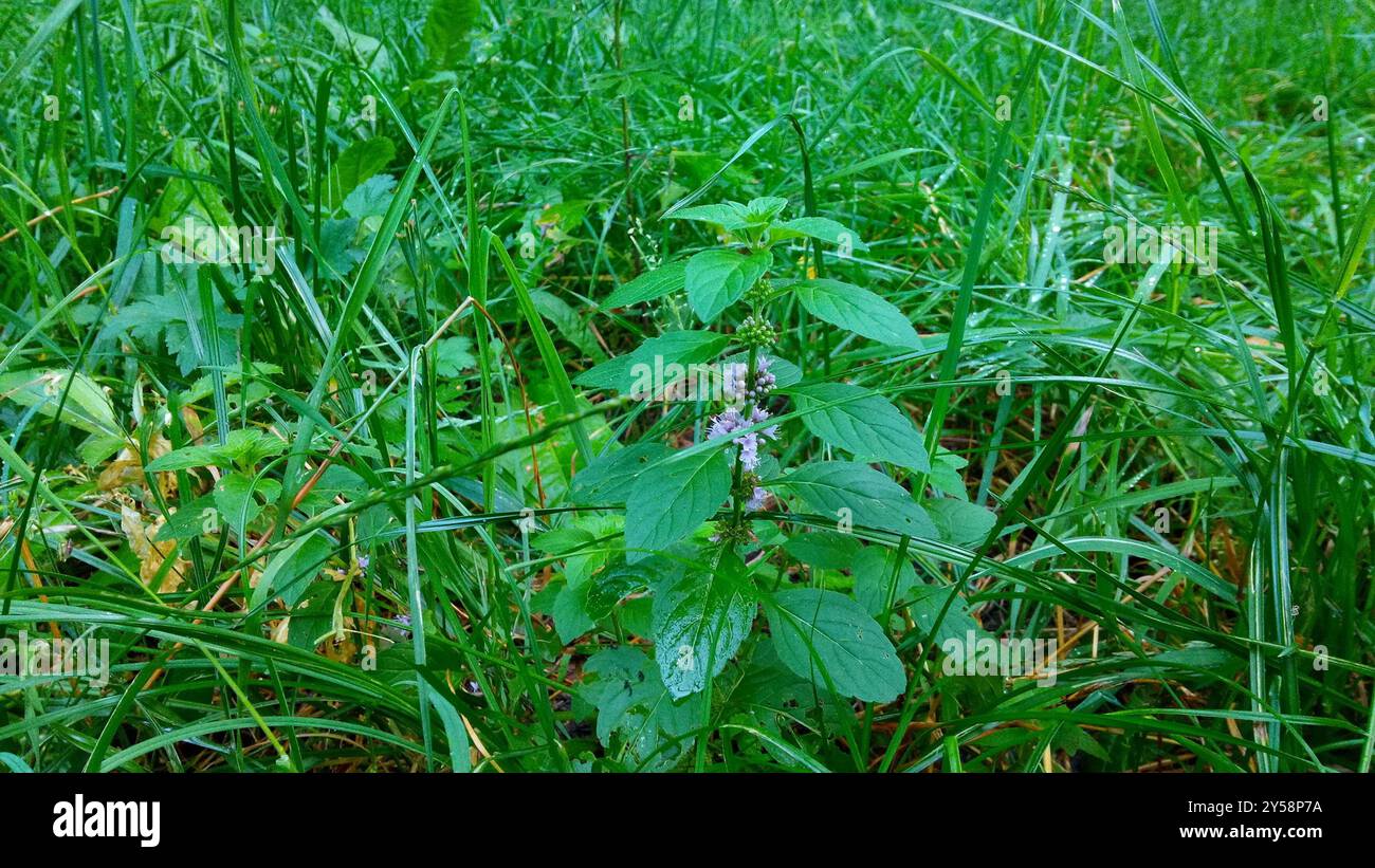 corn mint (Mentha arvensis) Plantae Stock Photo - Alamy