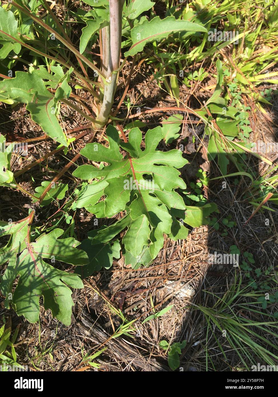 Kidney-leaf Rosinweed (Silphium compositum) Plantae Stock Photo - Alamy