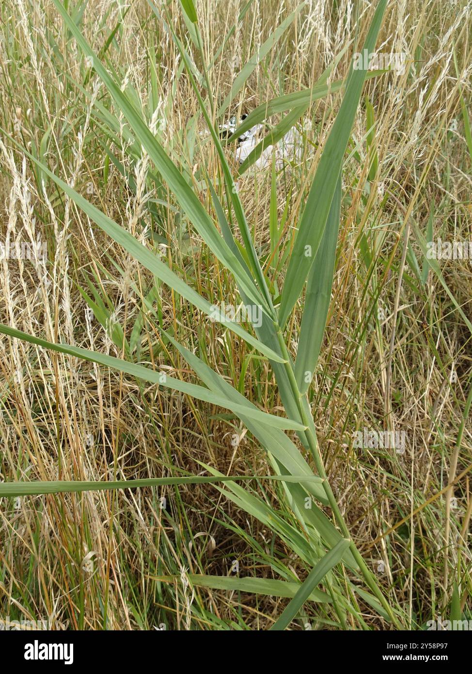 common reed (Phragmites australis) Plantae Stock Photo - Alamy