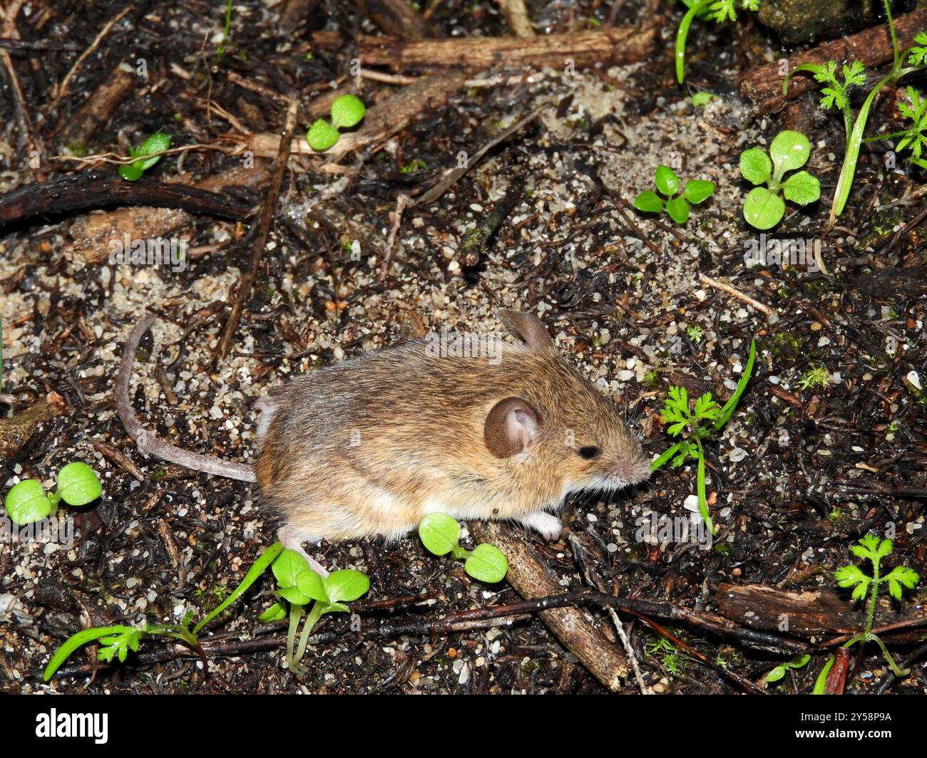 Tiny Pygmy Mouse (Mus minutoides) Mammalia Stock Photo - Alamy