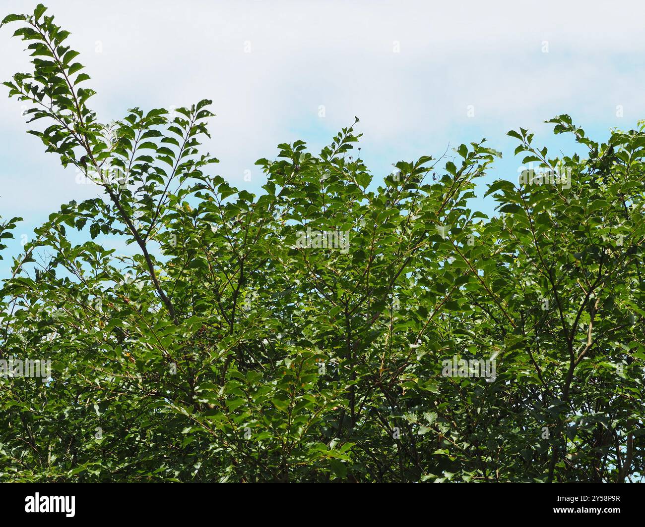Subcostate Crape Myrtle (Lagerstroemia subcostata) Plantae Stock Photo ...