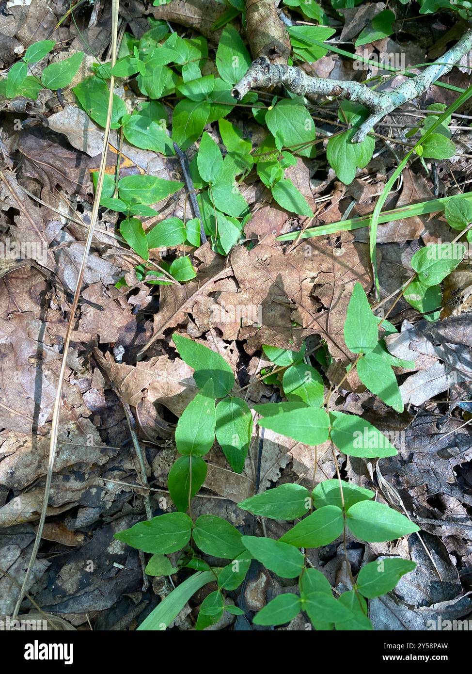 common dittany (Cunila origanoides) Plantae Stock Photo - Alamy