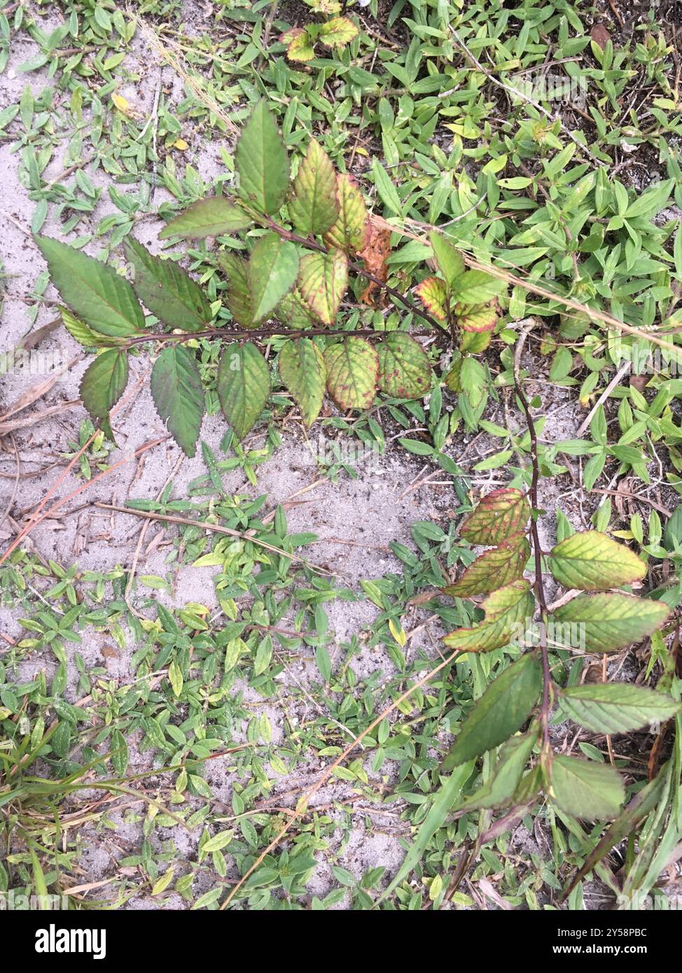 Common Fanpetals (Sida ulmifolia) Plantae Stock Photo - Alamy
