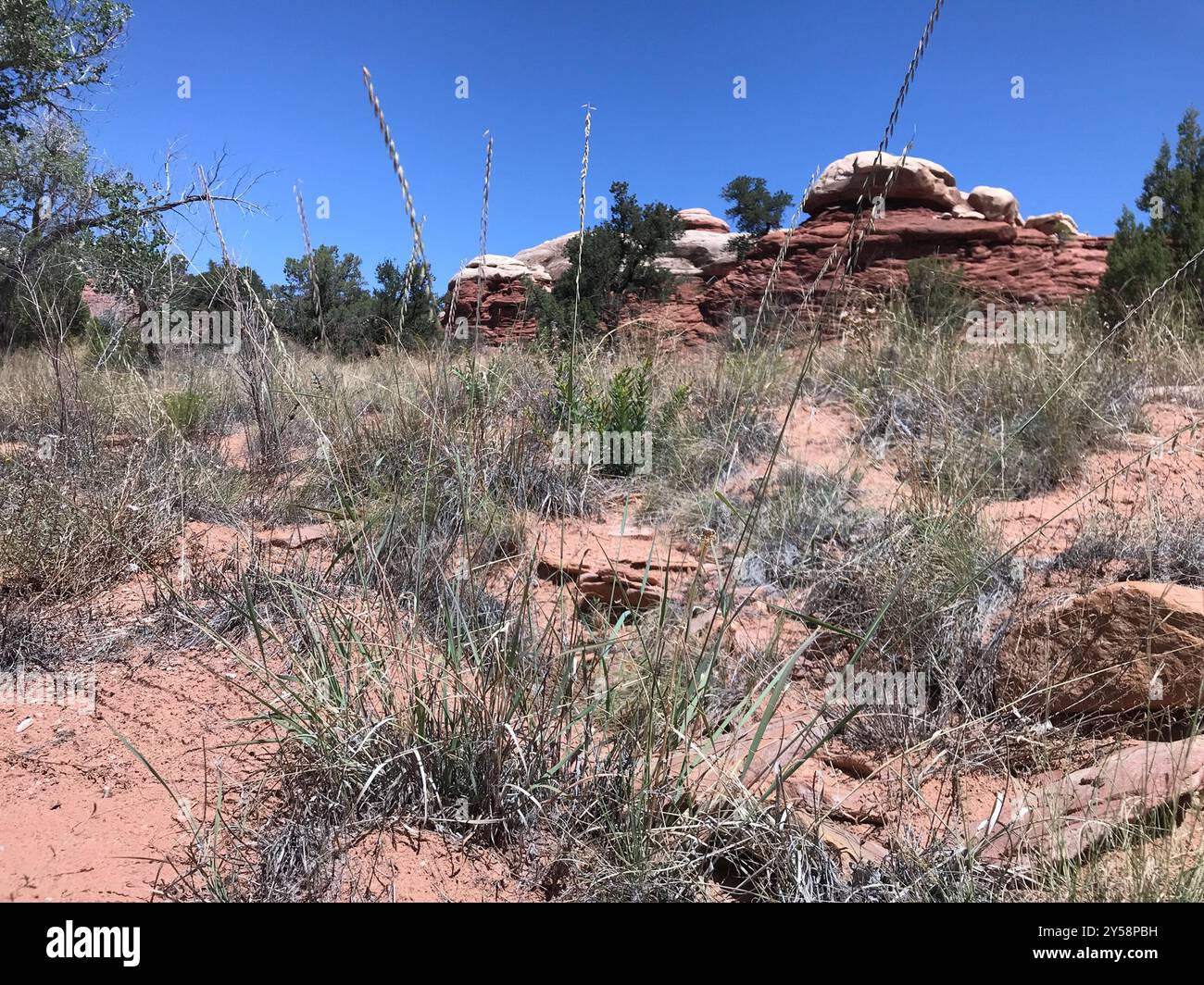 Sideoats Grama (Bouteloua curtipendula) Plantae Stock Photo - Alamy