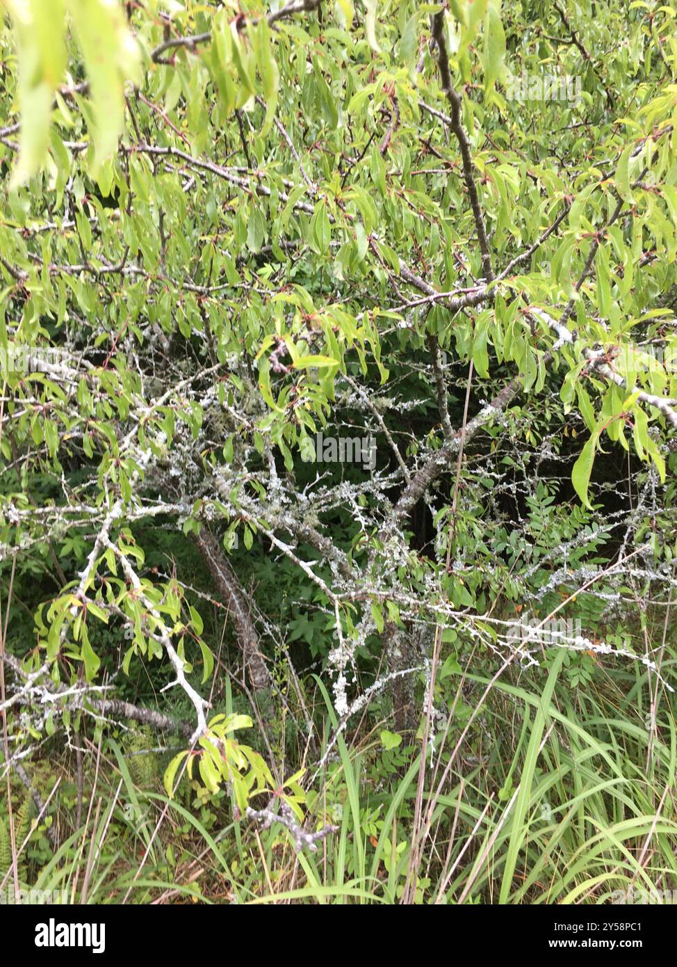 Chickasaw plum (Prunus angustifolia) Plantae Stock Photo - Alamy