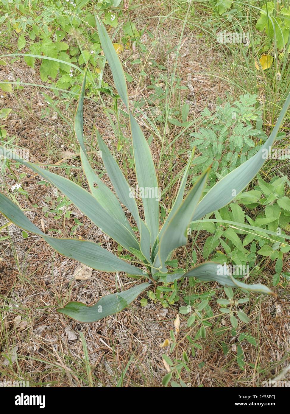 Pale Yucca (Yucca pallida) Plantae Stock Photo - Alamy