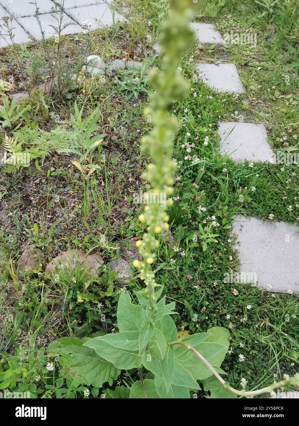 Dark Mullein (Verbascum nigrum) Plantae Stock Photo - Alamy